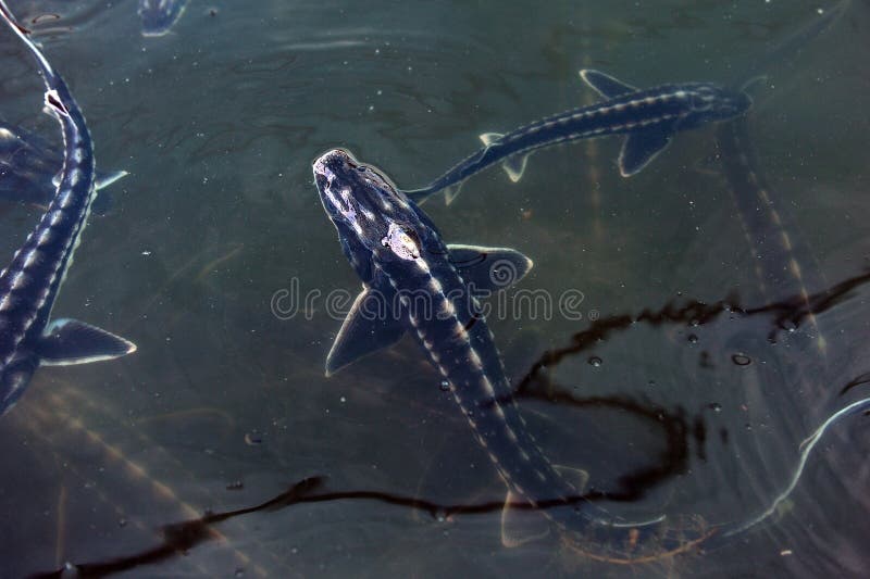 Sturgeon farm stock photo. Image of aquaculture, pool - 48110818
