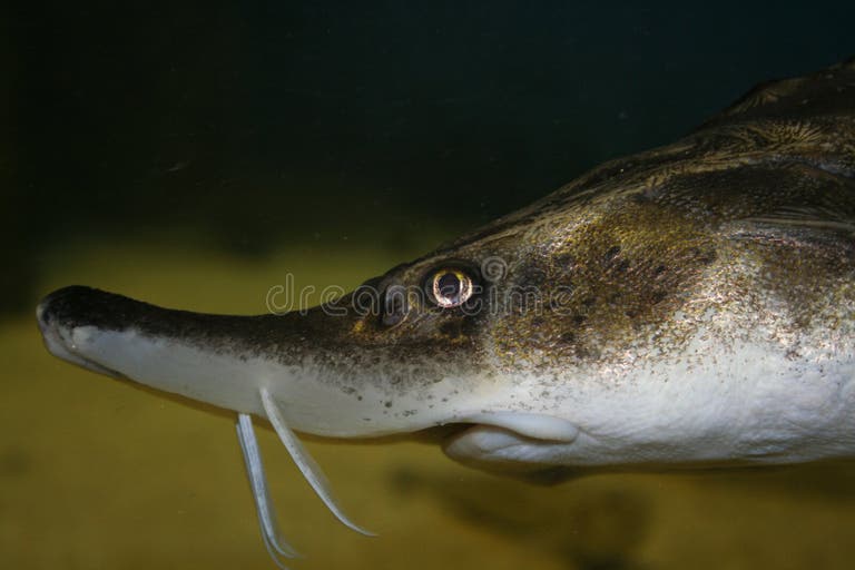 Sturgeon fish stock photo. Image of colorful, color, living - 1464980