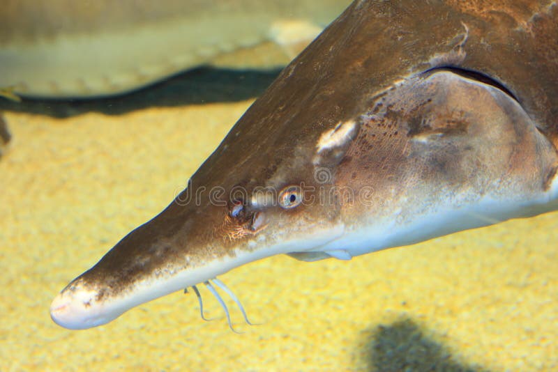 Sturgeon fish stock photo. Image of animal, color, japan - 41477660