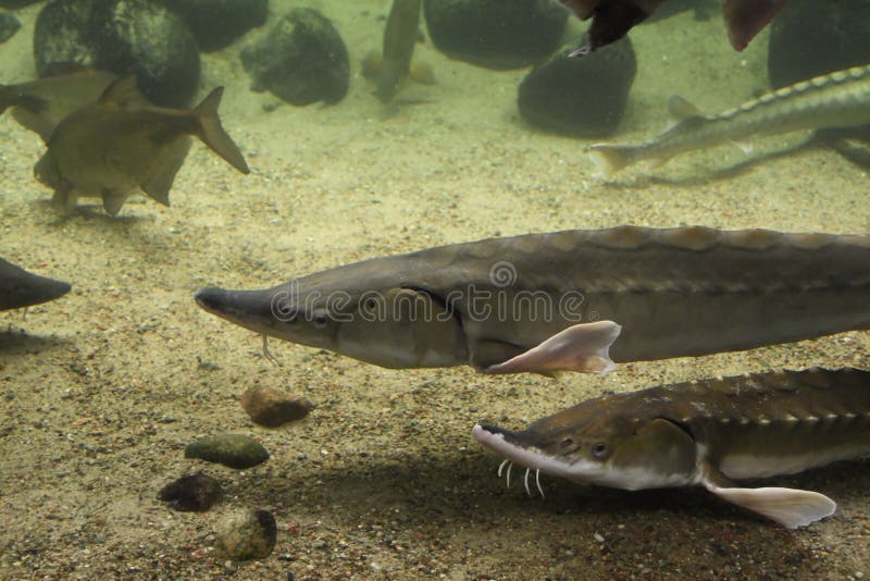 Sturgeon fish in aquarium stock photo. Image of aquarium - 230454168
