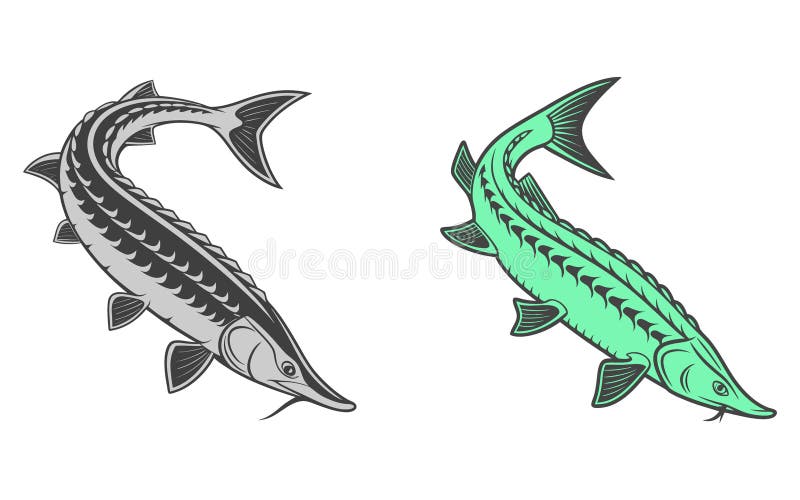 Sturgeon Fish Fishing Logo, Jumping Fish Design Template Vector ...