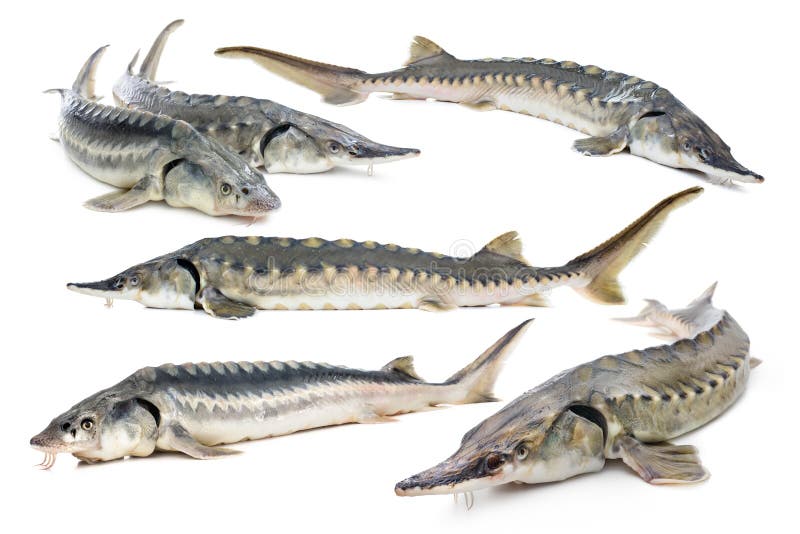 Sturgeon fish collage stock photo. Image of catching - 42266502