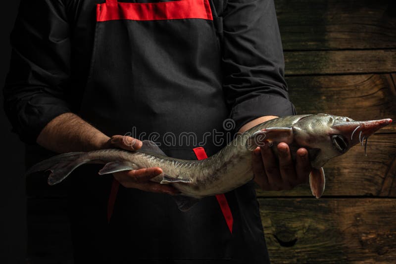 Sturgeon Fish Cooking Process, the Chef is Holding a Large Raw Sturgeon ...