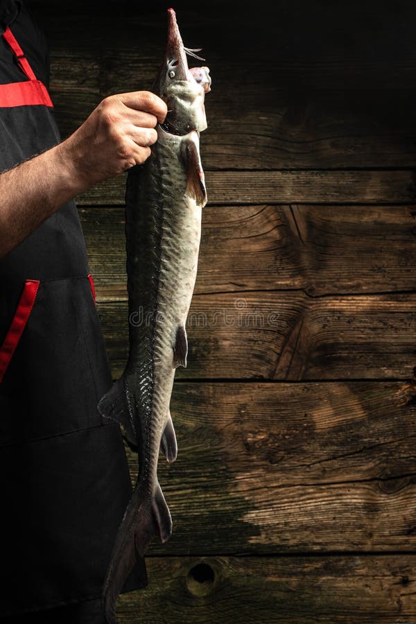 Sturgeon Fish Cooking Process, the Chef is Holding a Large Raw Sturgeon ...
