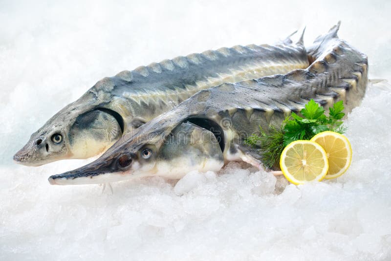 Sturgeon fish stock photo. Image of colorful, color, living - 1464980