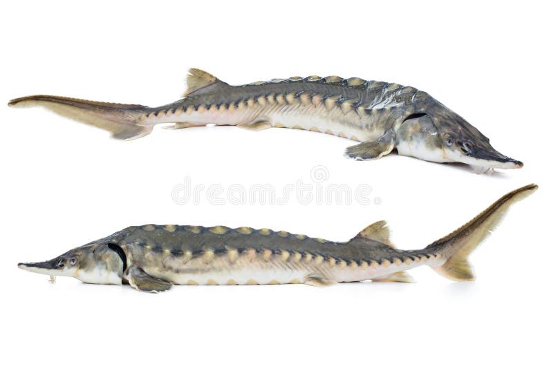 Sturgeon fish stock photo. Image of elegance, prepared - 36294236
