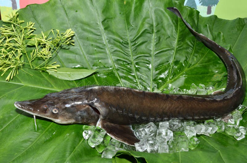 Sturgeon fish stock image. Image of closeup, catch, black - 190999143