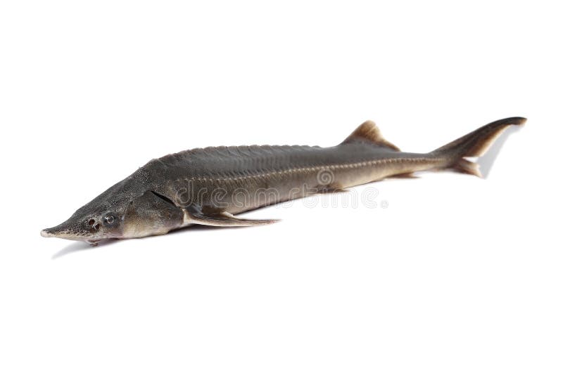 Sturgeon fish stock image. Image of catch, nutrition - 86080387