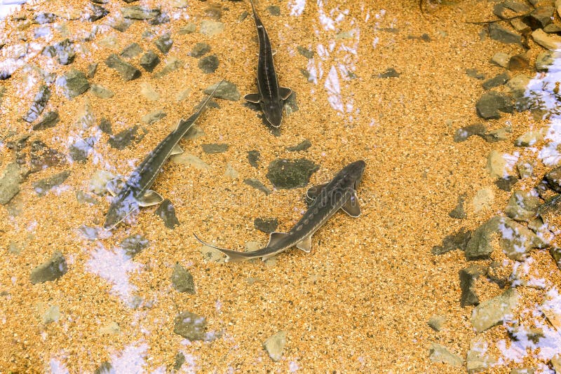 Sturgeon Fish Swim in a Natural Pond with a Sandy Bottom Stock Photo ...