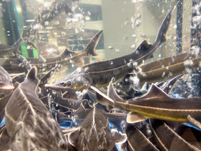 Sturgeon Fish Swims in an Aquarium Stock Photo - Image of aquarium ...