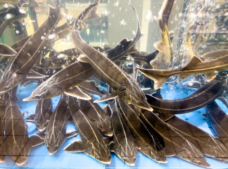 Sturgeon Fish Swims in an Aquarium Stock Image - Image of wildlife ...