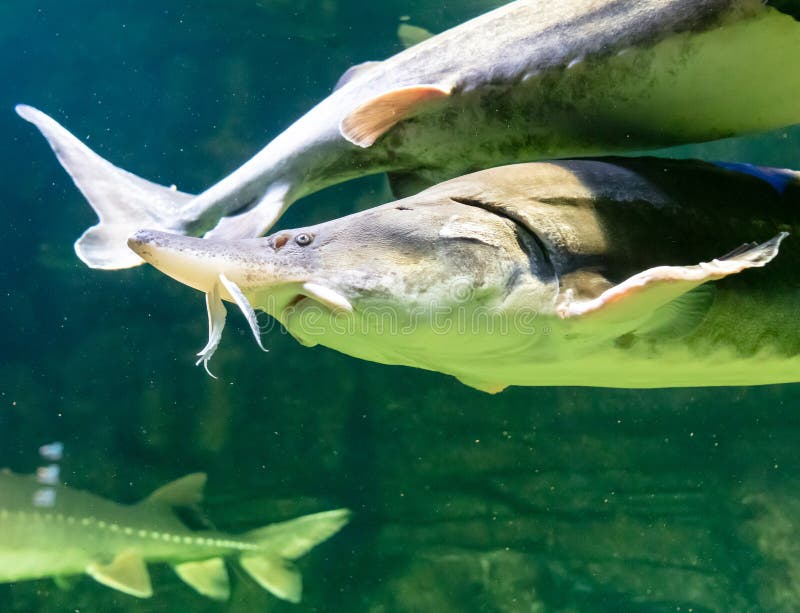 Sturgeon Fish Swims in an Aquarium Stock Photo - Image of fresh ...
