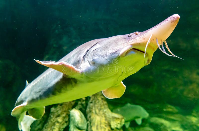 Sturgeon Fish Swims in an Aquarium Stock Image - Image of catch, river ...