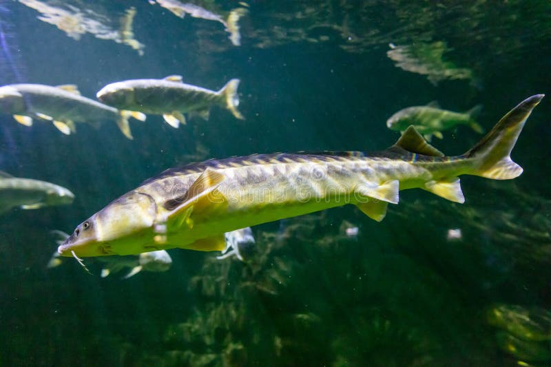 Sturgeon Fish Swims in an Aquarium Stock Image - Image of seafood ...
