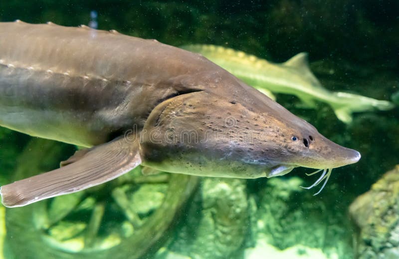 Sturgeon Fish Swims in an Aquarium Stock Photo - Image of nature ...