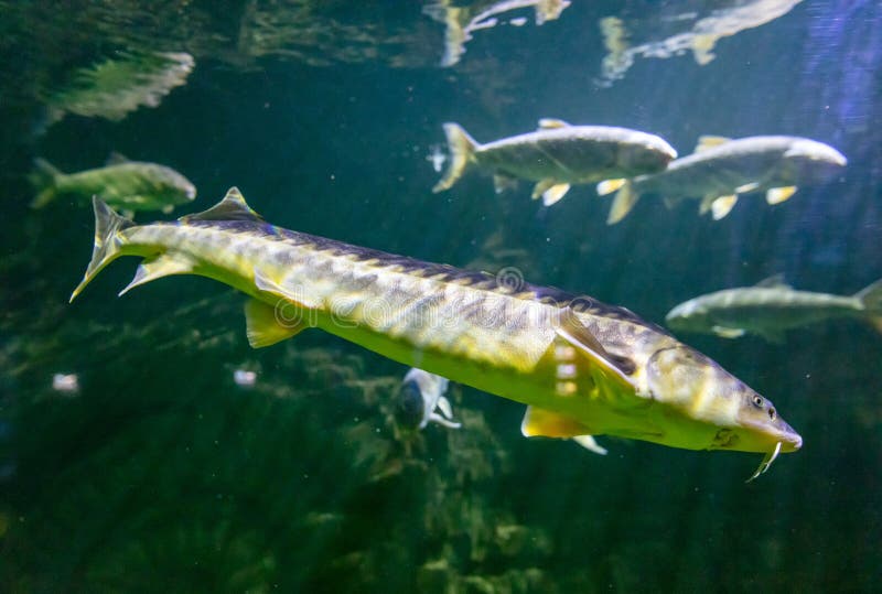 Sturgeon Fish Swims in an Aquarium Stock Photo - Image of sale ...
