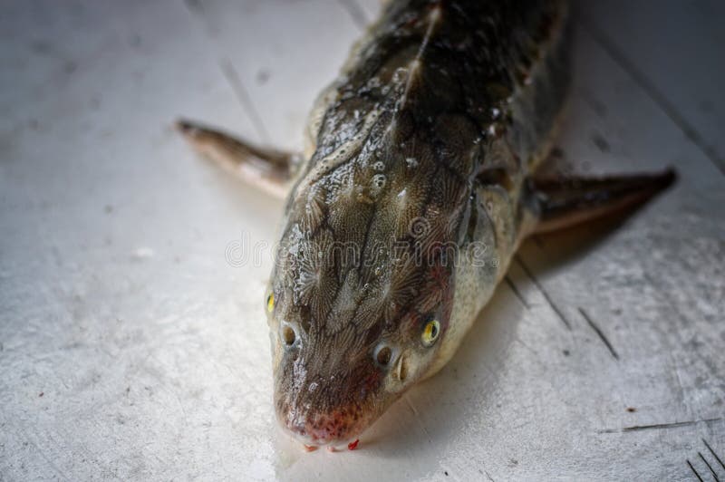 Sturgeon stock image. Image of sturgeon, food, fresh - 108516215