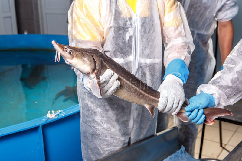 Sturgeon in Hands on a Fish Farm Close-up Stock Photo - Image of ...