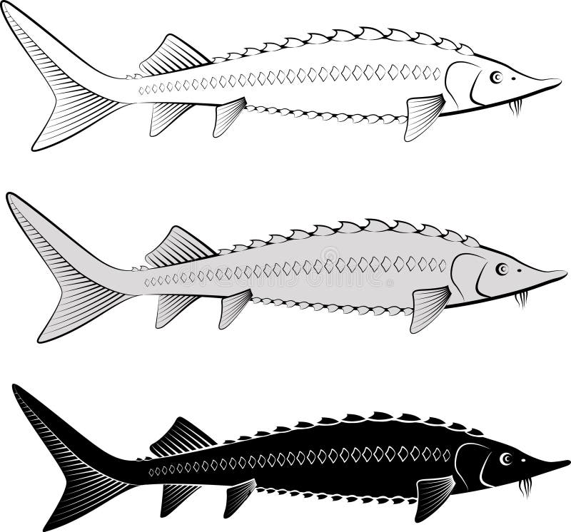 Sturgeon stock vector. Illustration of laced, lake, gold - 31663471