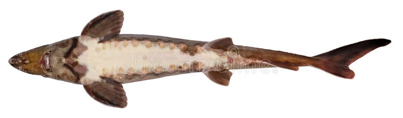 Isolated Fish Set, Collection. Side View of Live Fresh Fish. Stock ...