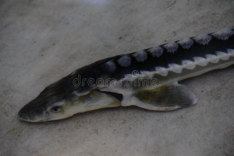 Pron Stock Photos - Free & Royalty-Free Stock Photos from Dreamstime