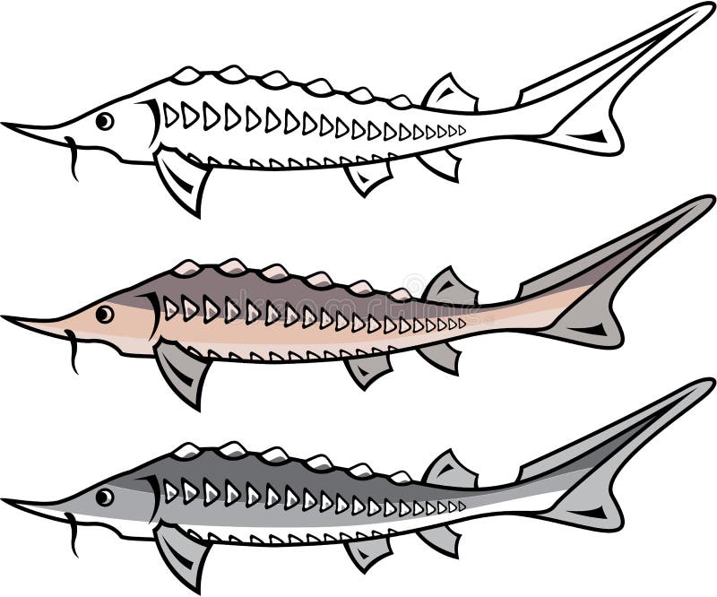 Sturgeon Rare Fish Vector Eps Stock Illustrations – 1 Sturgeon Rare ...