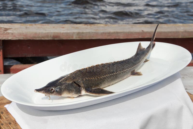Sturgeon Roasted on a Plate Stock Photo - Image of nature, baikal: 79783914