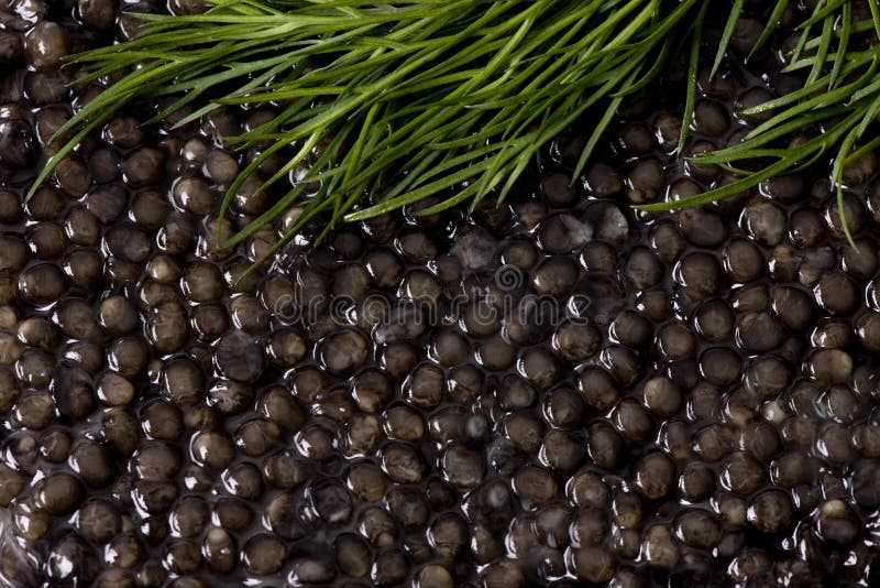 STURGEON`S EGG CAVIAR, with DILL Stock Image - Image of luxury, indoors ...