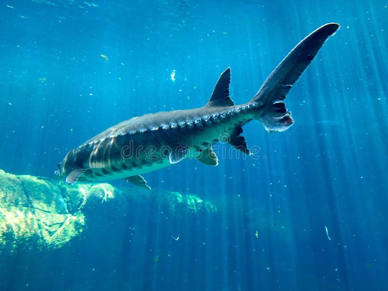 Sturgeon stock image. Image of fish, water, blue, swimming - 109248595