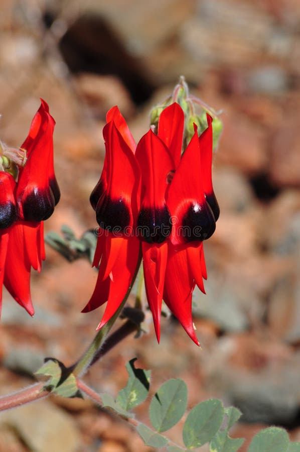 Sturt Desert Pea. Northern Territory Australia Stock Photo - Image of ...