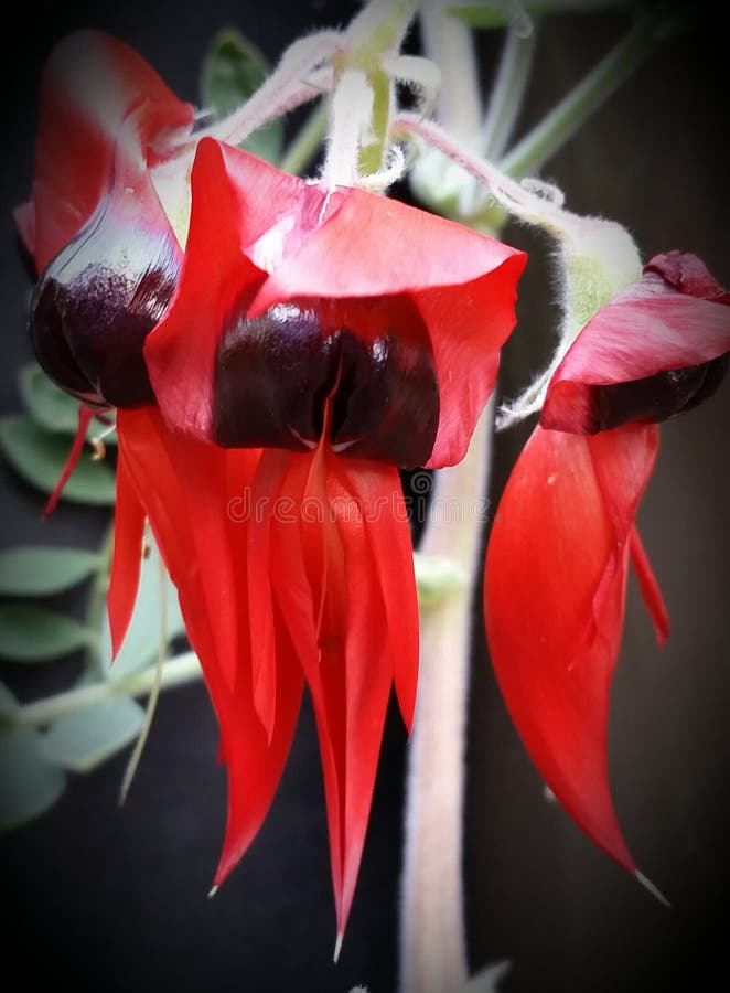 Sturt Desert Pea Flowers - Swainsona Formosa Stock Photo - Image of ...