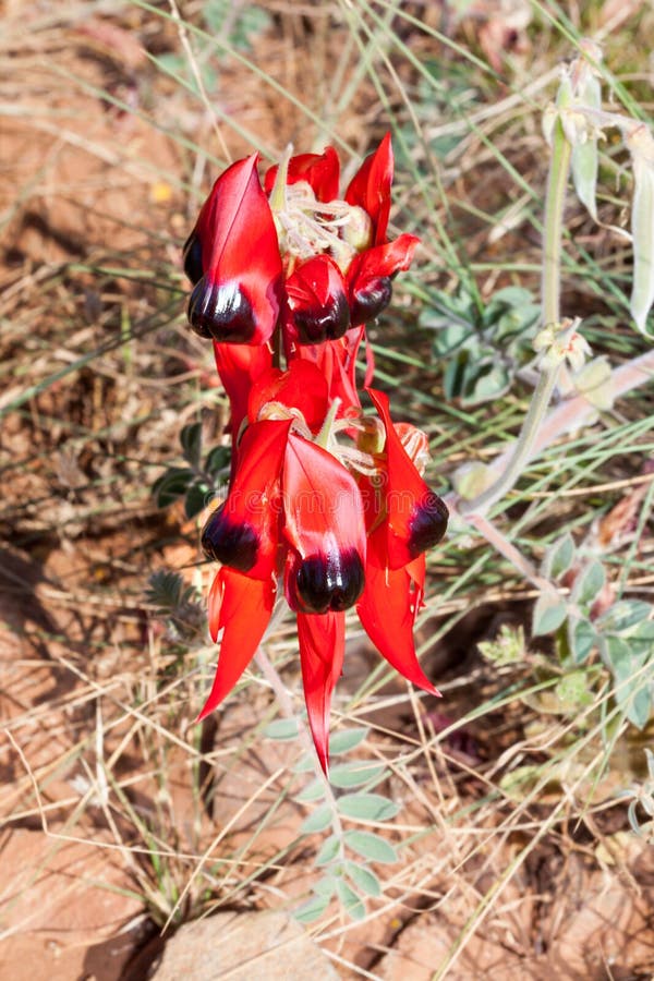 Sturt Pea Flower in Inland Rural Australia Stock Photo - Image of ...