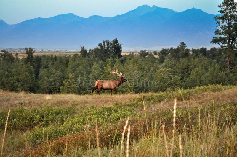Stut stock foto. Image of elanden, leven, opdracht, hemel - 31577816