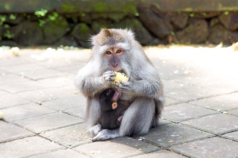 Stutue I Den Sakrala Apaskogen, Ubud, Bali, Indonesien Arkivfoto - Bild ...