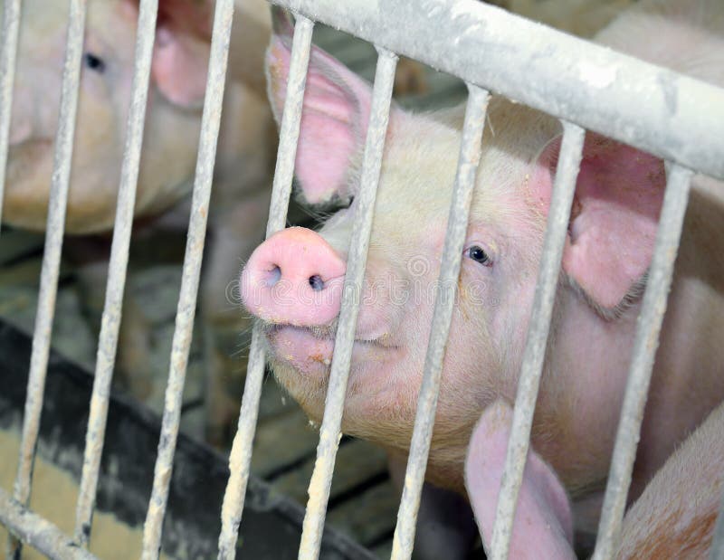 Sty with Steel Bars in Pig Farm Stock Image - Image of animal, pigs ...