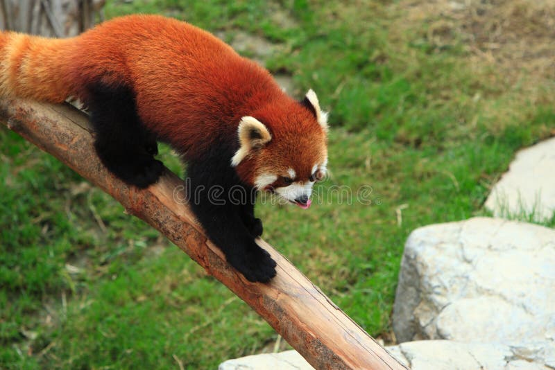 Styan s Red Panda stock photo. Image of insulation, camouflage - 12070290