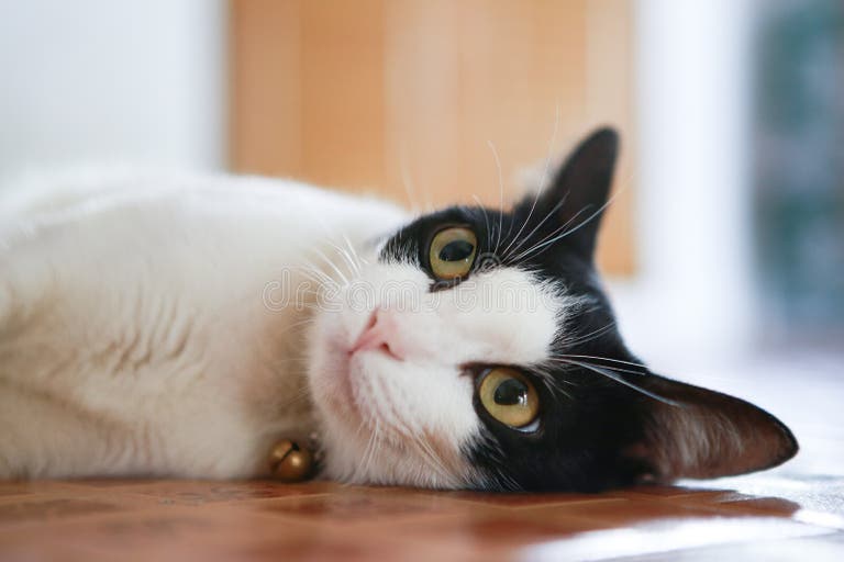 Stygg gullig katt arkivfoto. Bild av husdjur, hörntand - 125008784