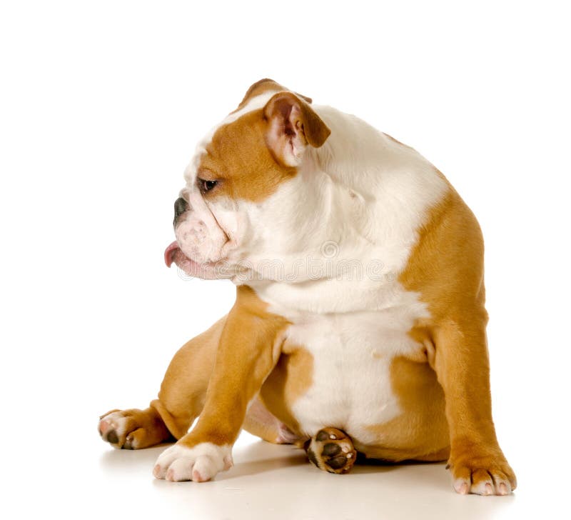 Stygg hund fotografering för bildbyråer. Bild av gulligt - 38177953