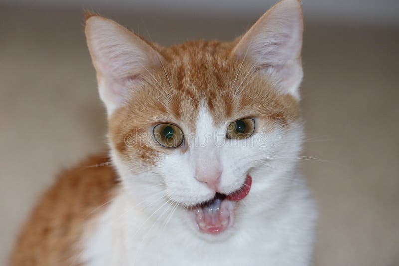 Stygg katt arkivfoto. Bild av sjaskig, grön, ögon, kortslutning - 112163616