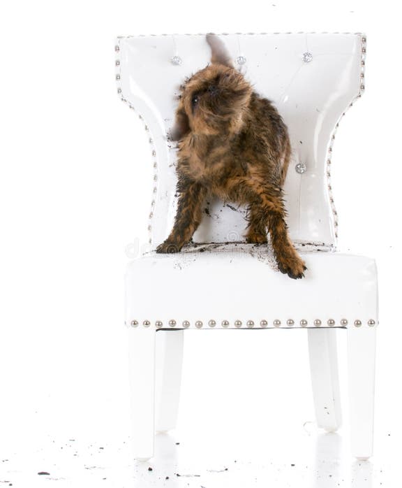 Stygg smutsig hund arkivfoto. Bild av sittande, styggt - 77970652