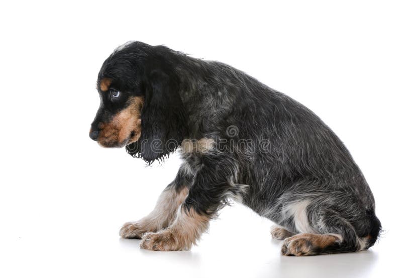 Stygg hund fotografering för bildbyråer. Bild av förbättring - 11145651