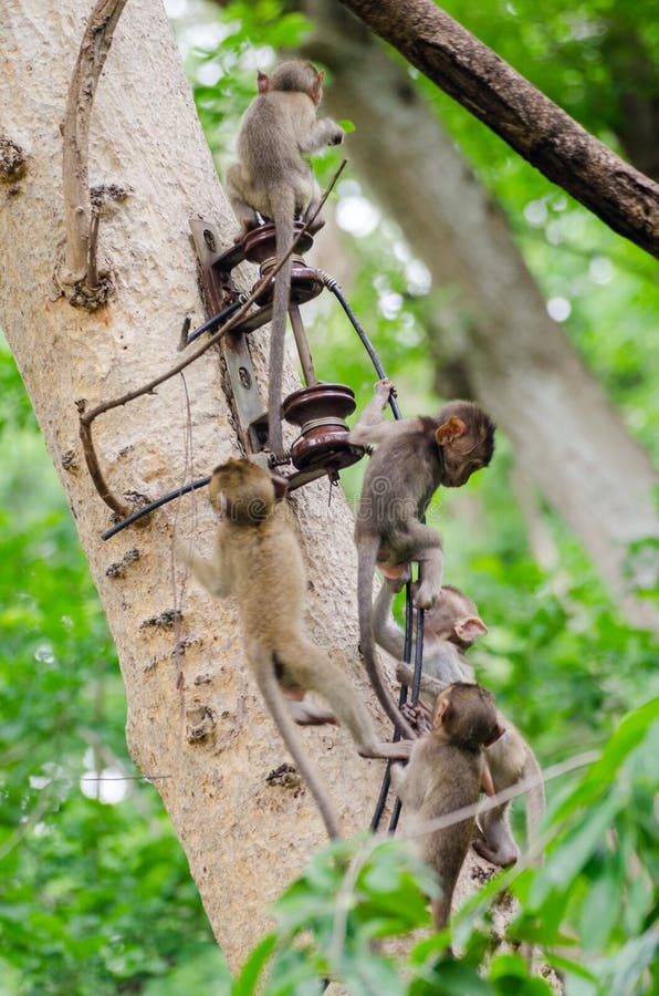 Stygga apor fotografering för bildbyråer. Bild av natur - 95585409