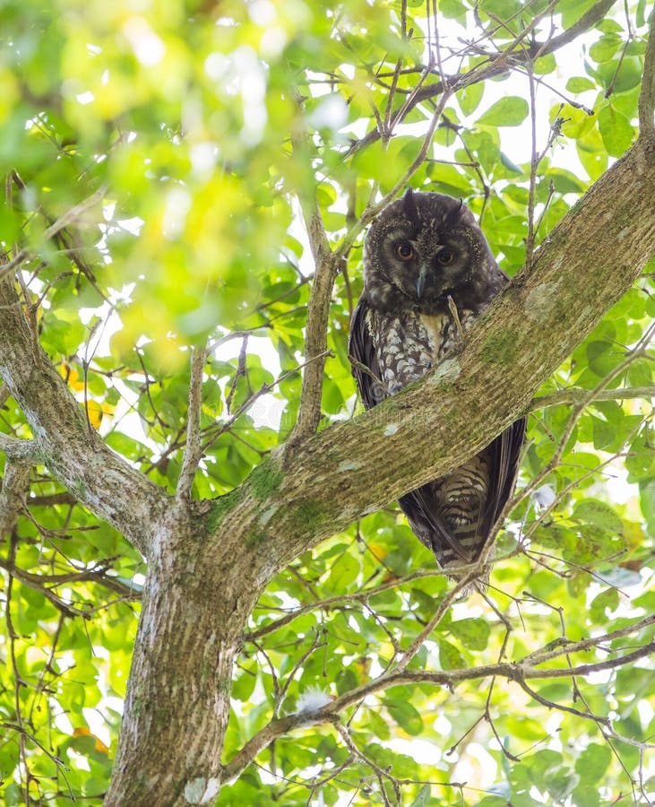 Stygian Owl looking down stock photo. Image of high, fauna - 41095708