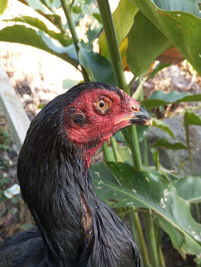 In the Style of a Hen, the Color of the Feathers is Black, the Face is ...