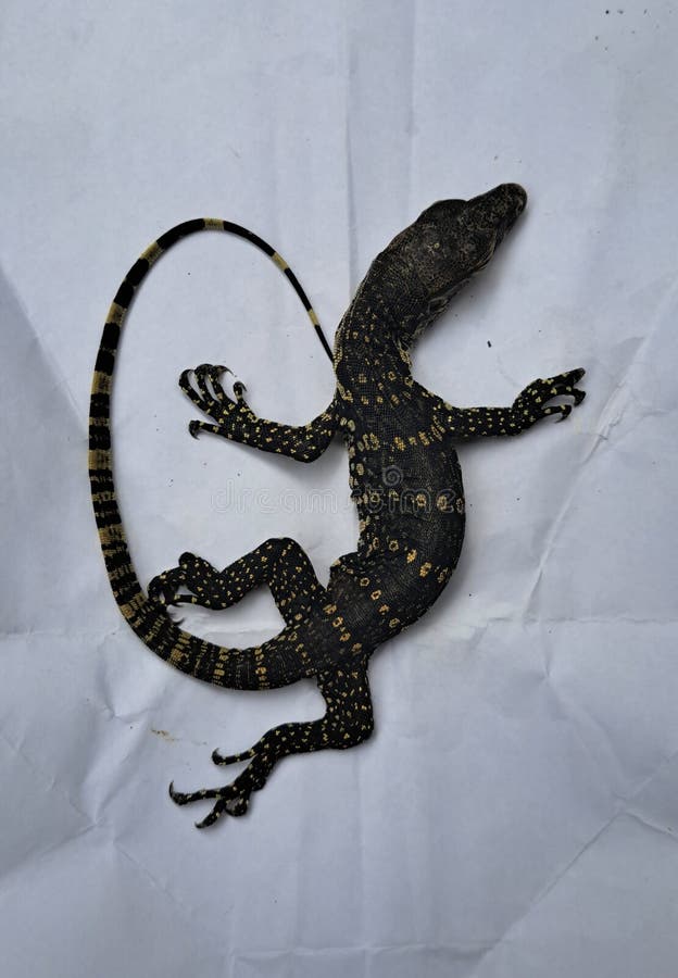 The Style of a Lizard Basking in the Sun Stock Photo - Image of mode ...