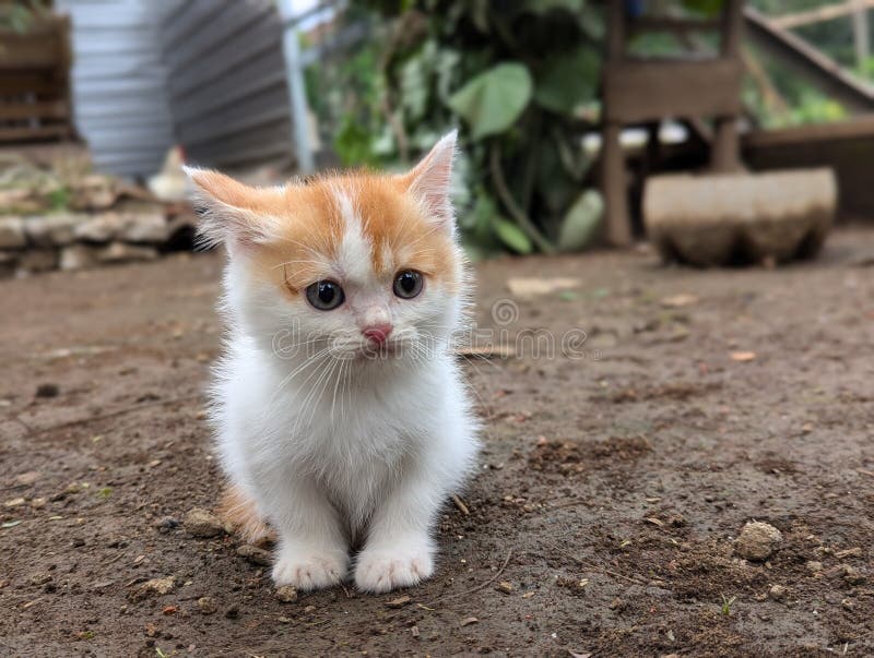 This White Kitten is Looking at His Friend Stock Photo - Image of ...