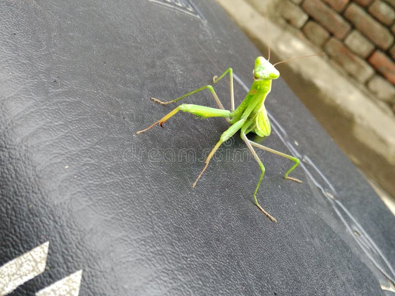 Nature, Eco, Insect, Grasshopper, Mantes Stock Photo - Image of mantes ...