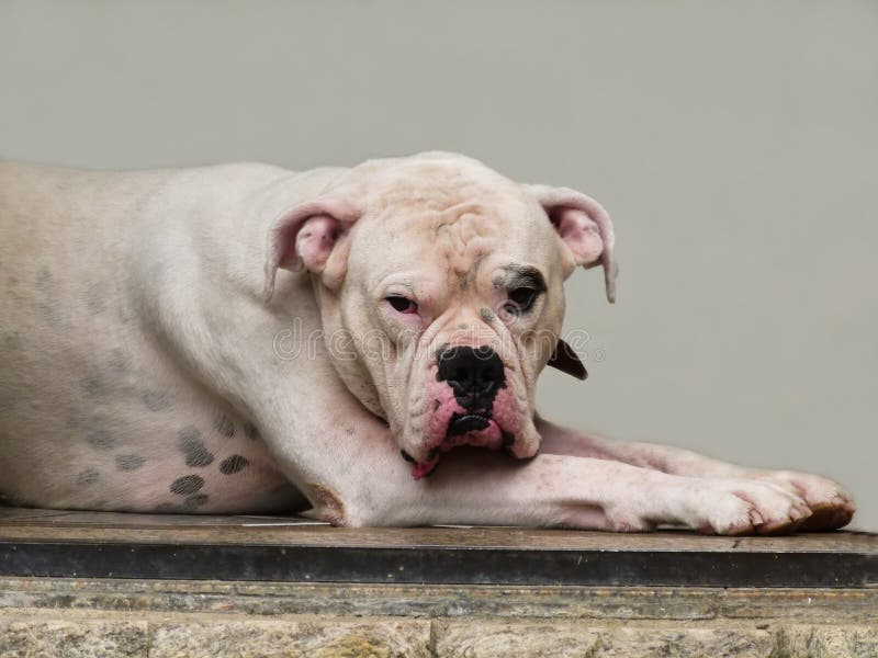 Stylish bad boy dog stock image. Image of stare, powerful - 20113691
