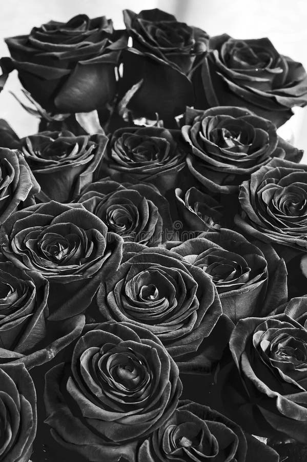 Stylish Black Roses, Vertical Photo. Romantic Postcard Stock Image ...