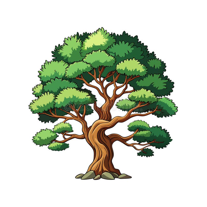 Stylish Common Juniper Tree Design on White Background Stock ...